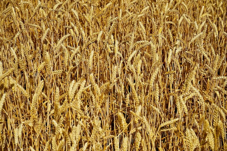 Unfair Trading Practices in the Agricultural and Food Supply Chain in ...